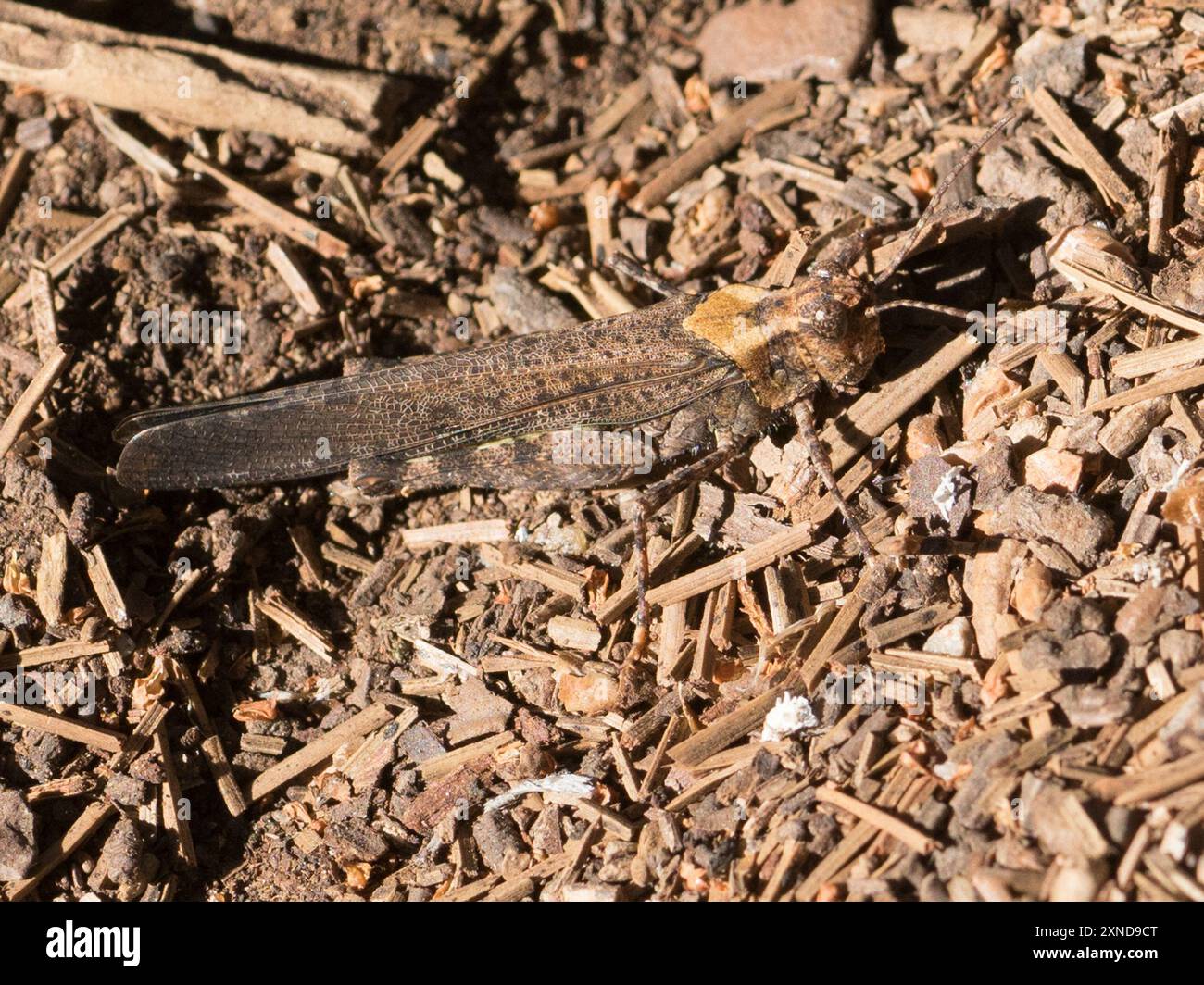 Crackling Forest Grasshopper (Trimerotropis verruculata suffusa ...