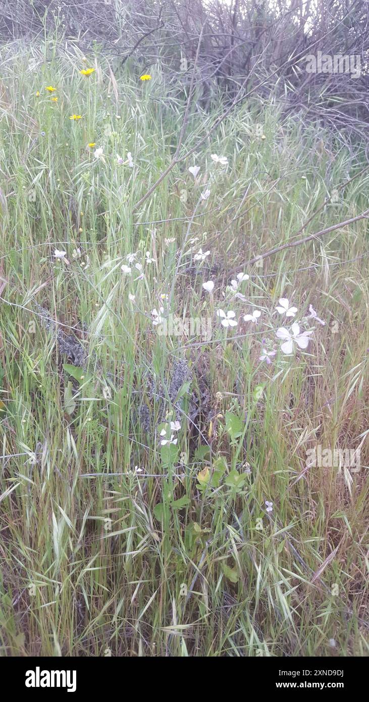 wild and domestic radish (Raphanus raphanistrum sativus) Plantae Stock ...