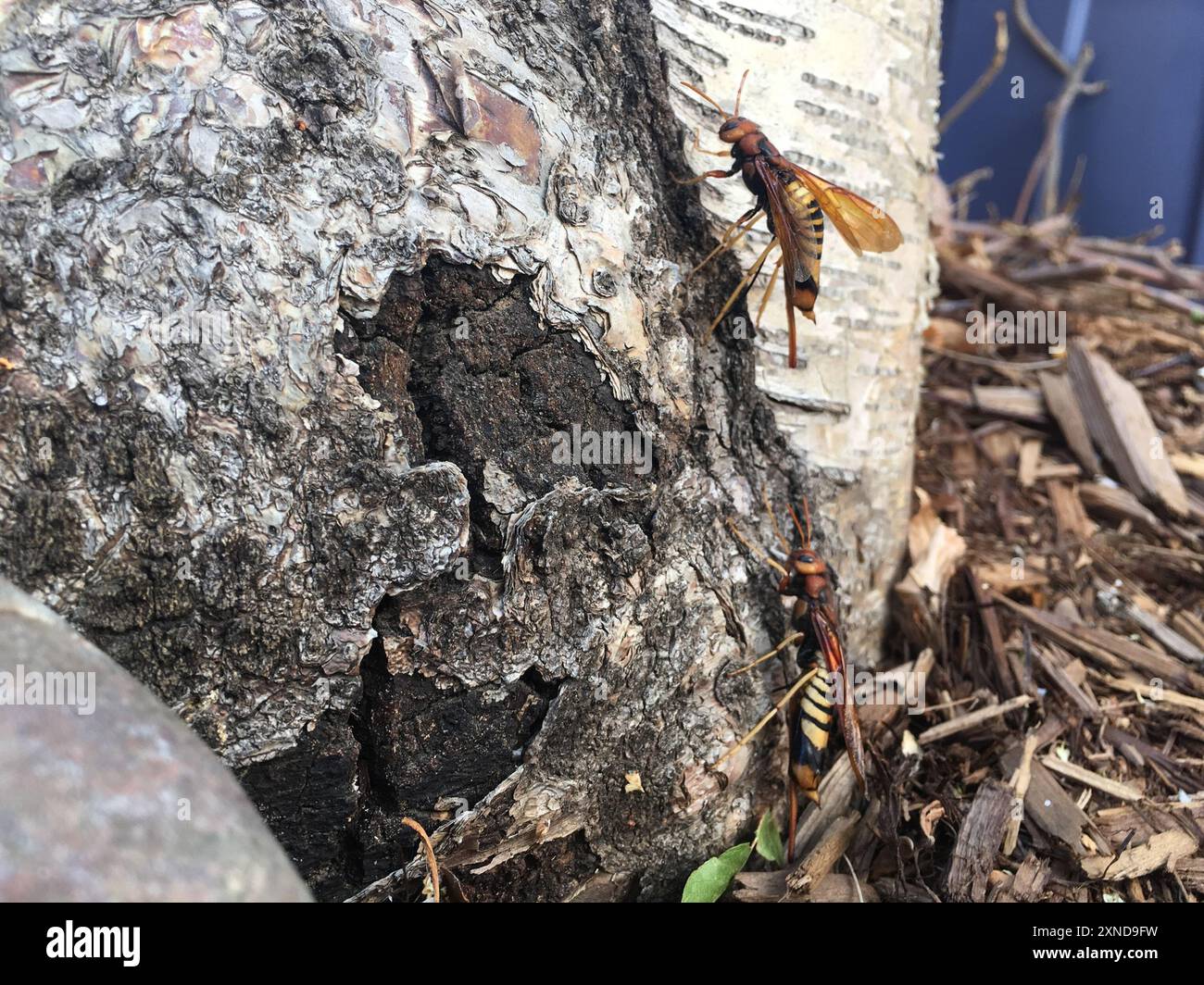 Pigeon Horntail (Tremex columba) Insecta Stock Photo - Alamy
