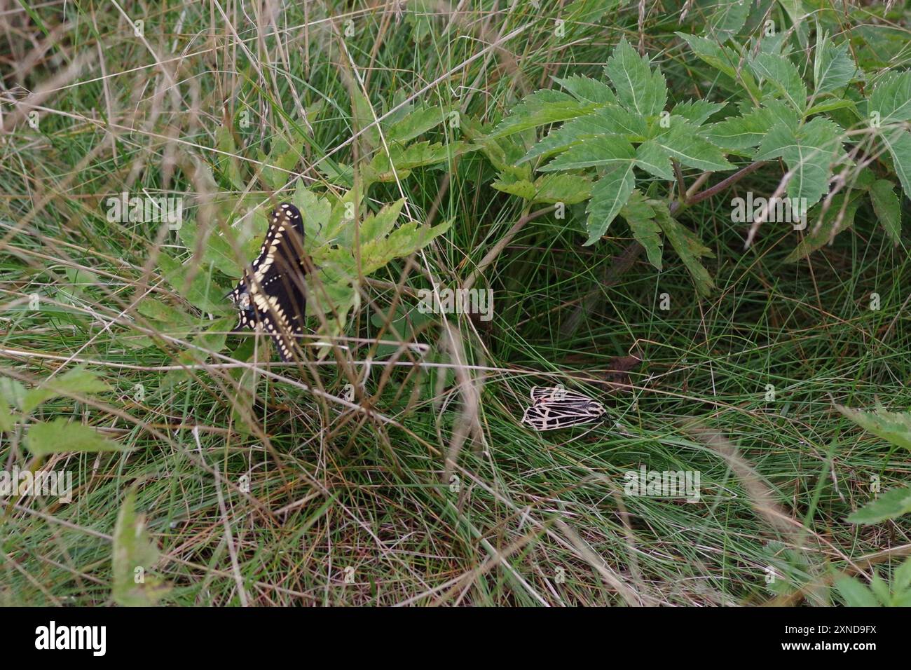 Virgin Tiger Moth (Apantesis virgo) Insecta Stock Photo - Alamy