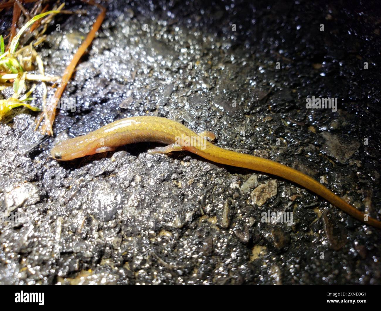Western Dwarf Salamander (Eurycea paludicola) Amphibia Stock Photo - Alamy