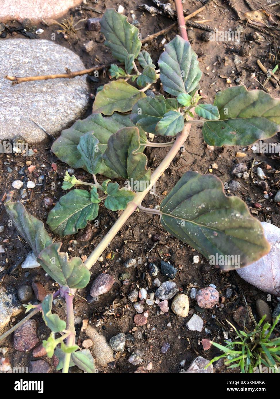 scarlet spiderling (Boerhavia coccinea) Plantae Stock Photo - Alamy