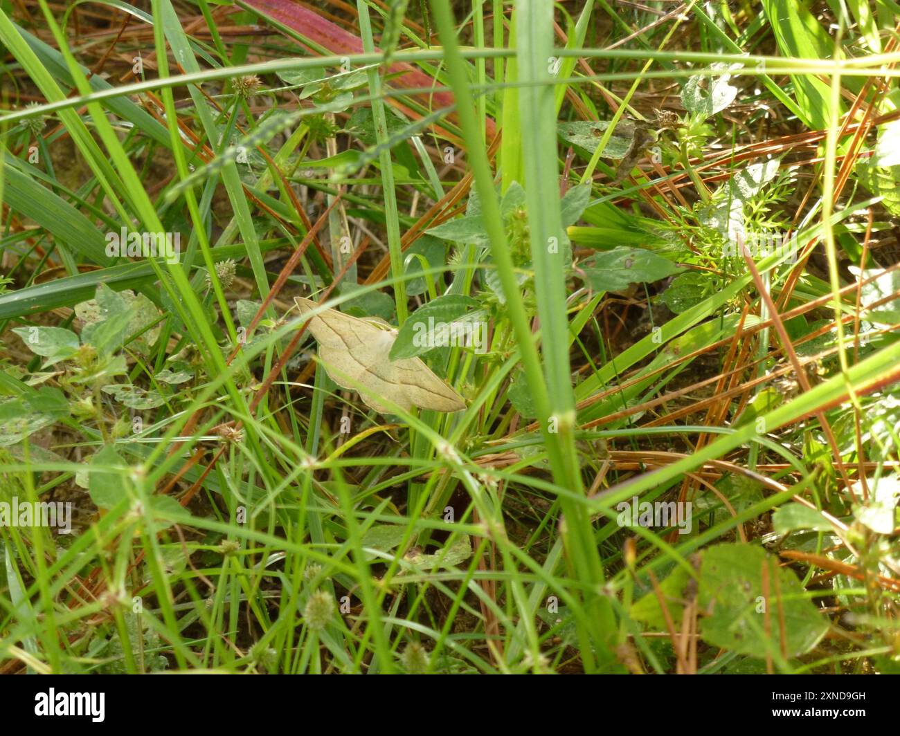 Confused Eusarca Moth (Eusarca confusaria) Insecta Stock Photo - Alamy