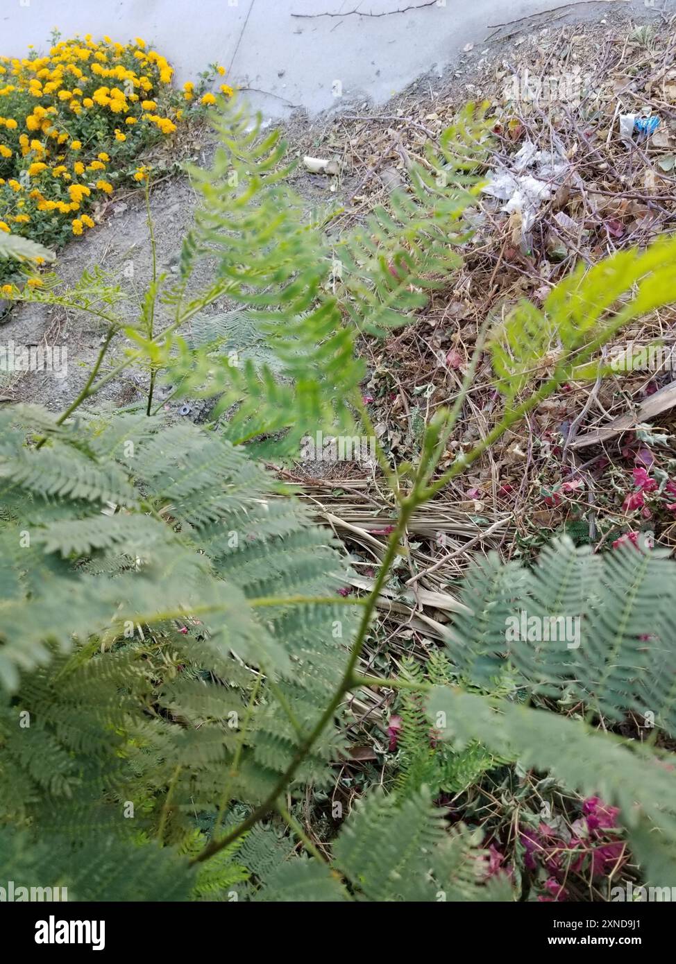 White leadtree (Leucaena leucocephala) Plantae Stock Photo - Alamy