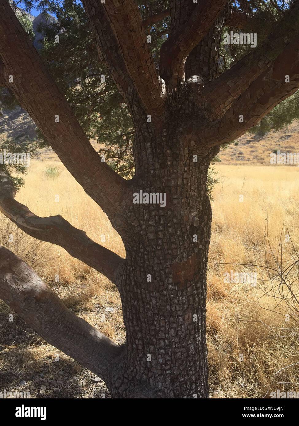 alligator juniper (Juniperus deppeana) Plantae Stock Photo - Alamy