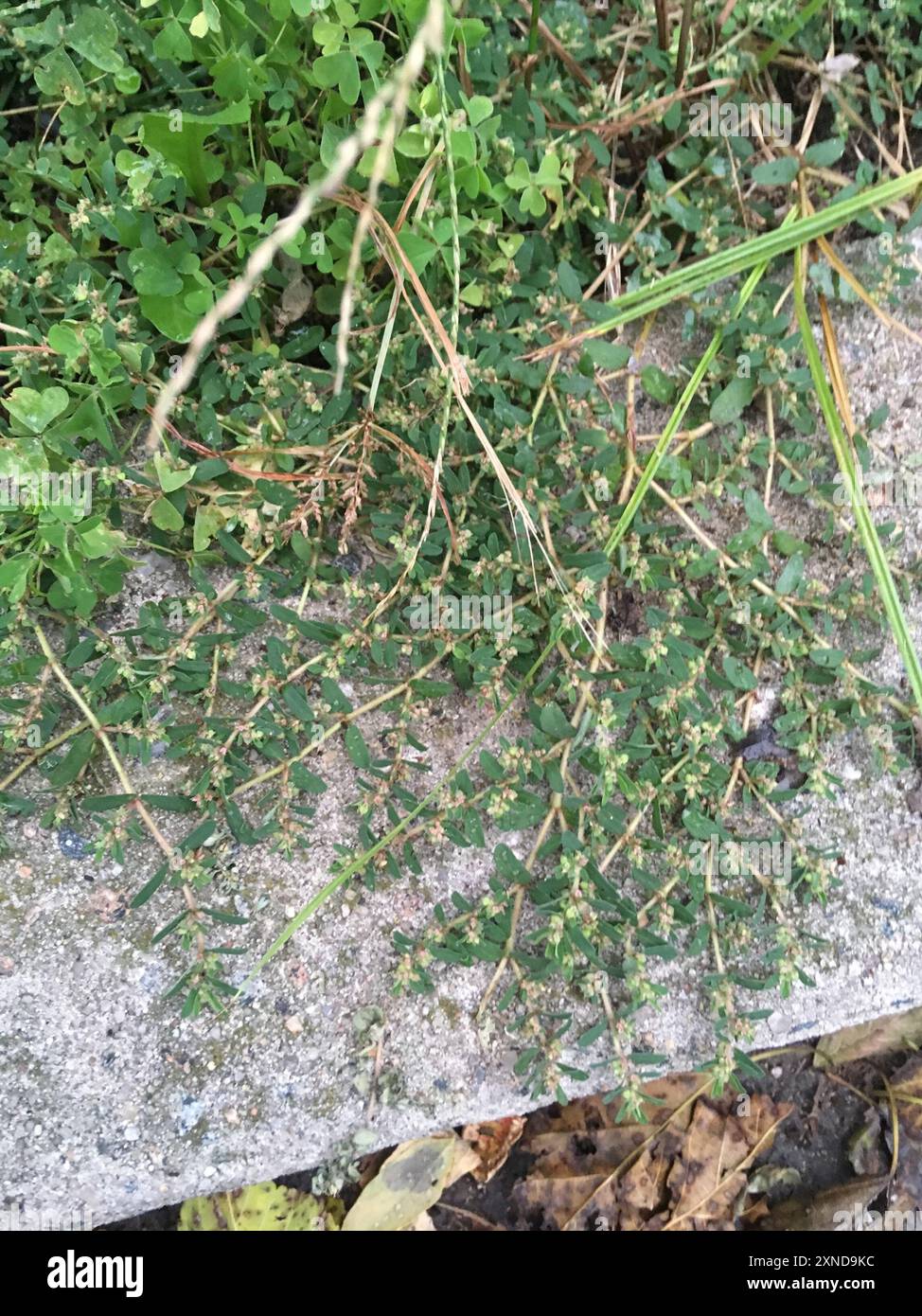 Spotted spurge (Euphorbia maculata) Plantae Stock Photo - Alamy