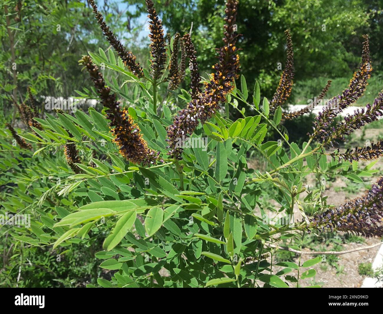false indigo bush (Amorpha fruticosa) Plantae Stock Photo - Alamy