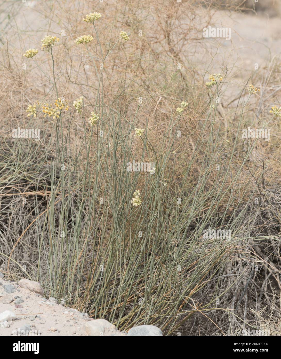 rush milkweed (Asclepias subulata) Plantae Stock Photo - Alamy