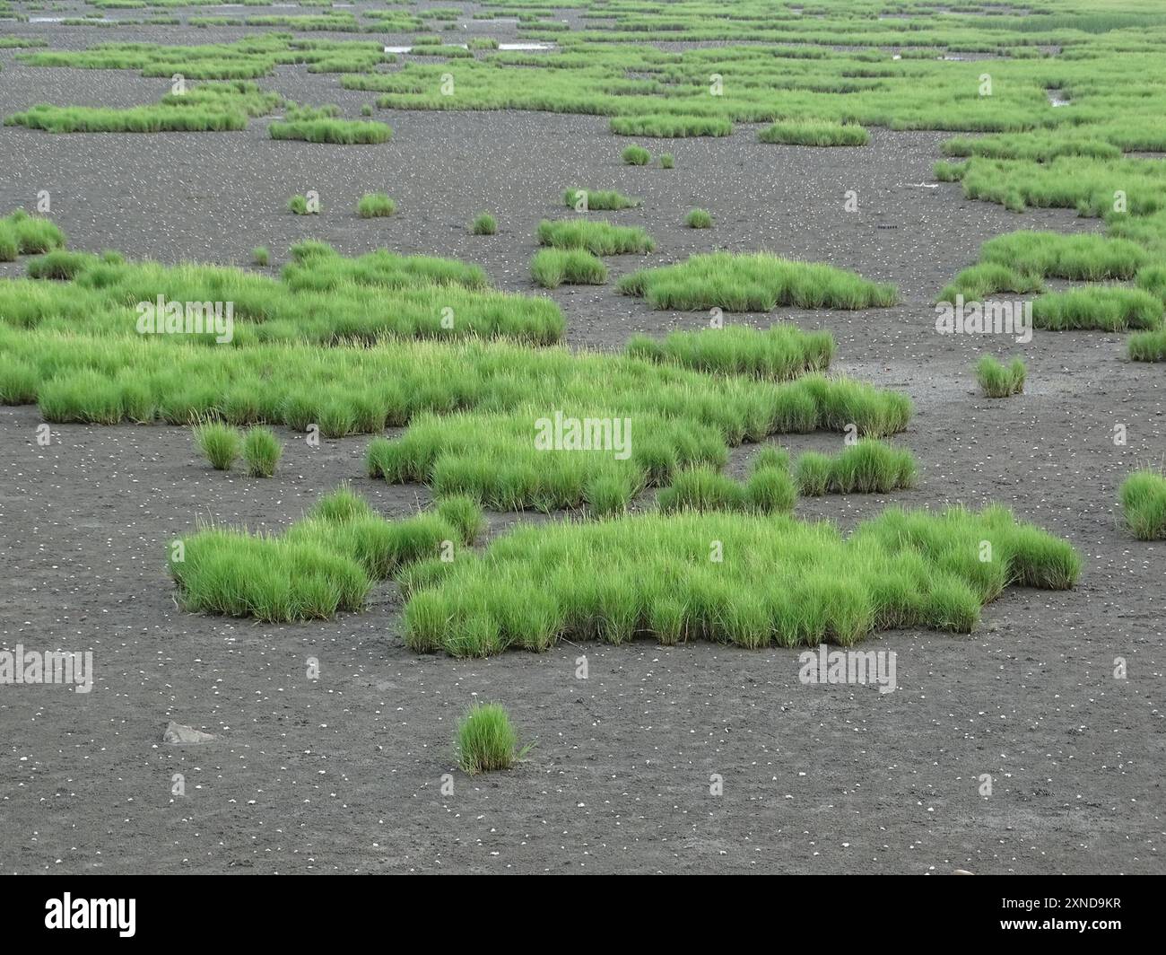 seashore dropseed (Sporobolus virginicus) Plantae Stock Photo - Alamy