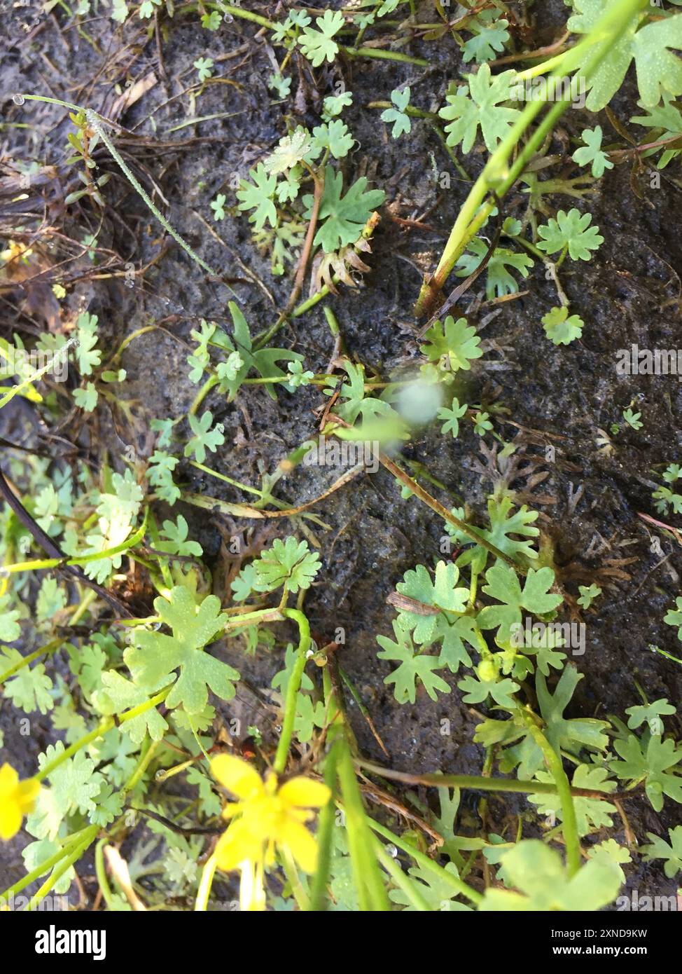 Small Yellow Water-crowfoot (Ranunculus gmelinii) Plantae Stock Photo ...