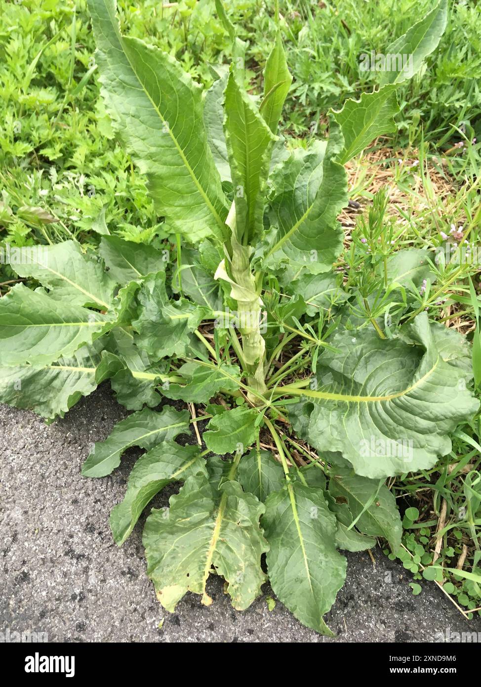 Patience Dock (Rumex patientia) Plantae Stock Photo - Alamy