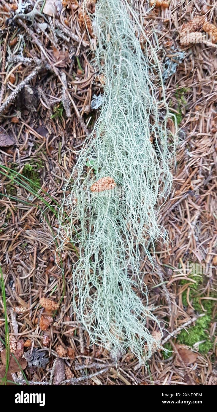 Fishbone Beard Lichen (Usnea dasopoga) Fungi Stock Photo - Alamy
