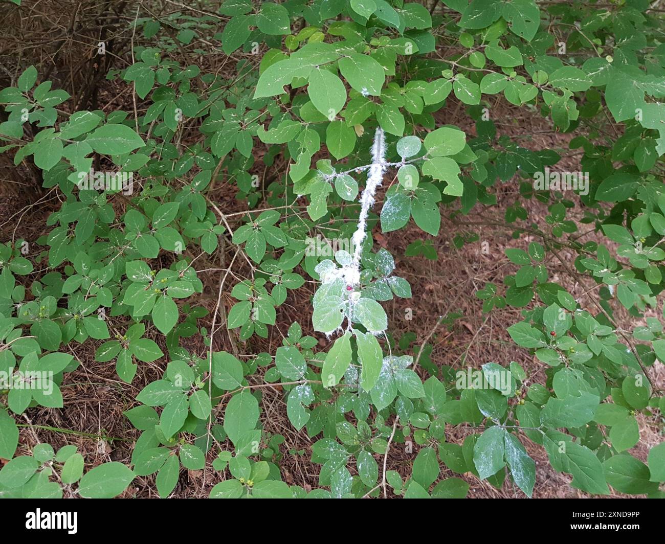 Eurasian Woolly Honeysuckle Aphid (Prociphilus xylostei) Insecta Stock ...