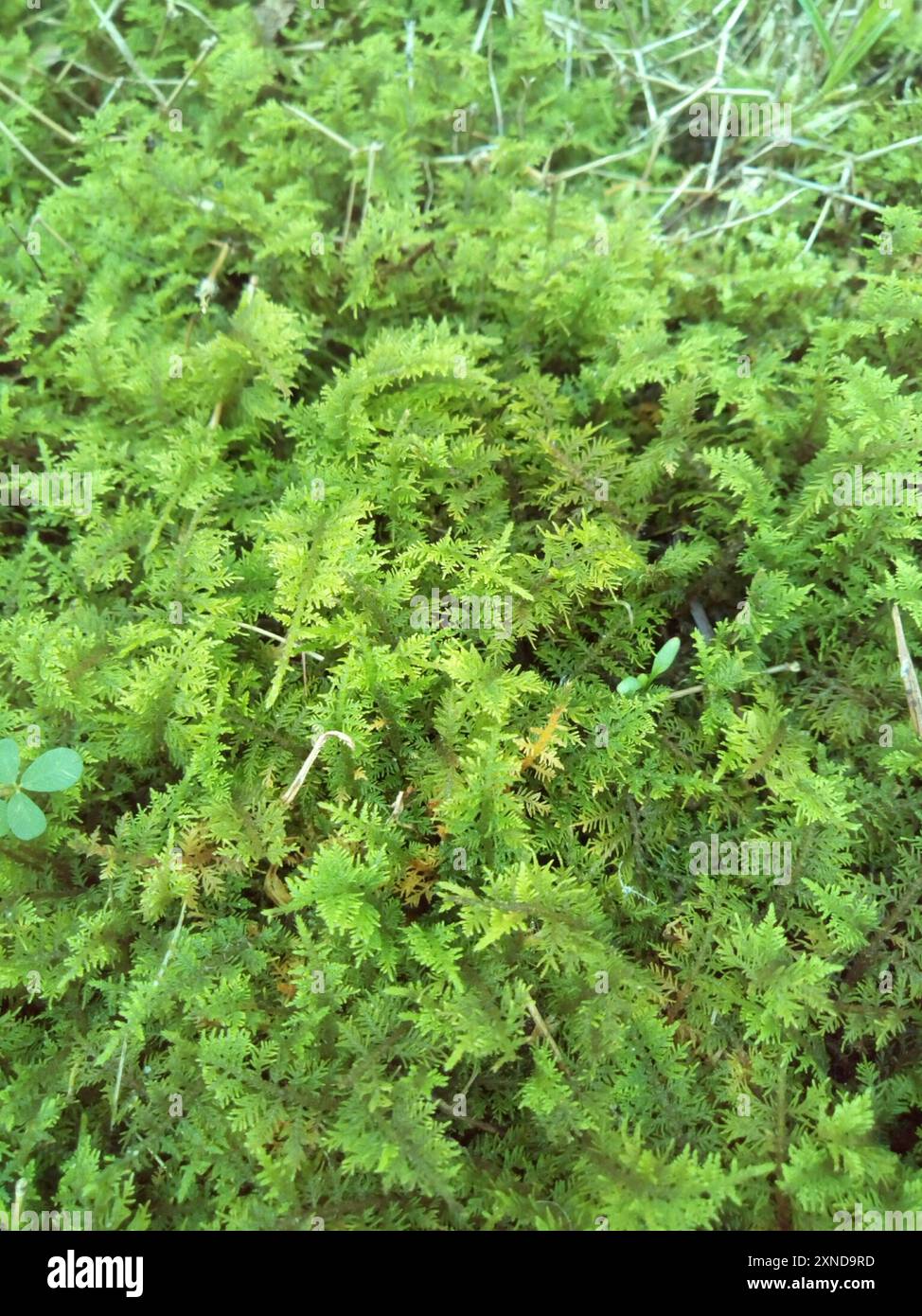 delicate fern moss (Thuidium delicatulum) Plantae Stock Photo - Alamy