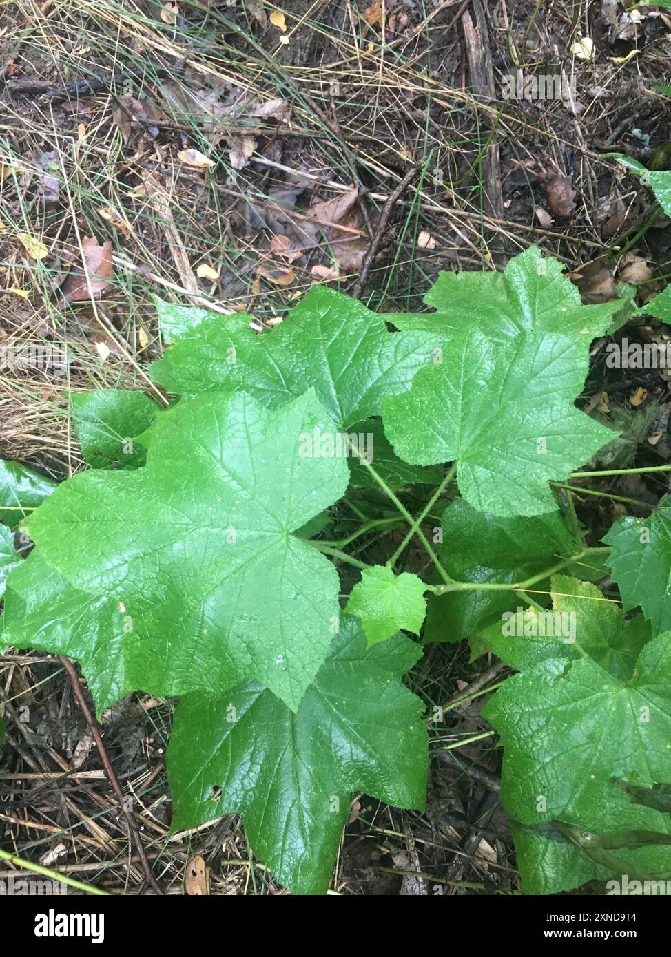 brambles (Rubus) Plantae Stock Photo - Alamy