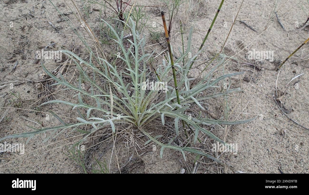Pitcher's thistle (Cirsium pitcheri) Plantae Stock Photo - Alamy