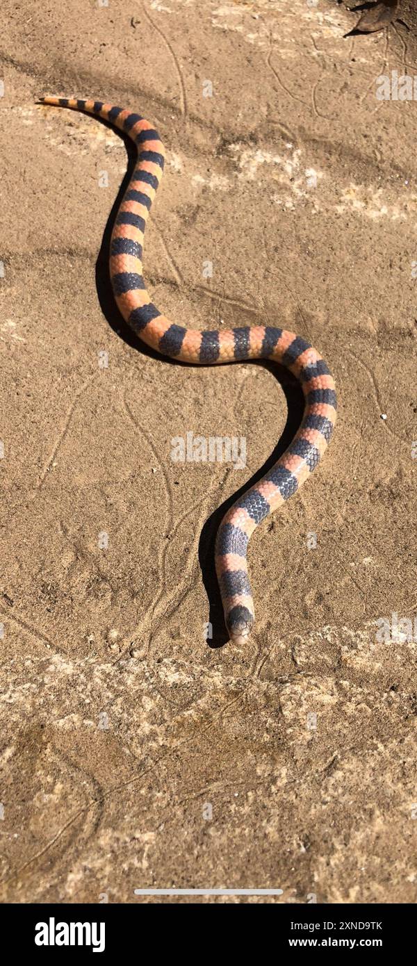 Banded Sand Snake (Sonora cincta) Reptilia Stock Photo - Alamy