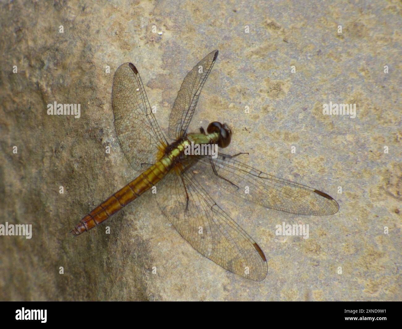 Flame-tailed Pondhawk (Erythemis peruviana) Insecta Stock Photo - Alamy