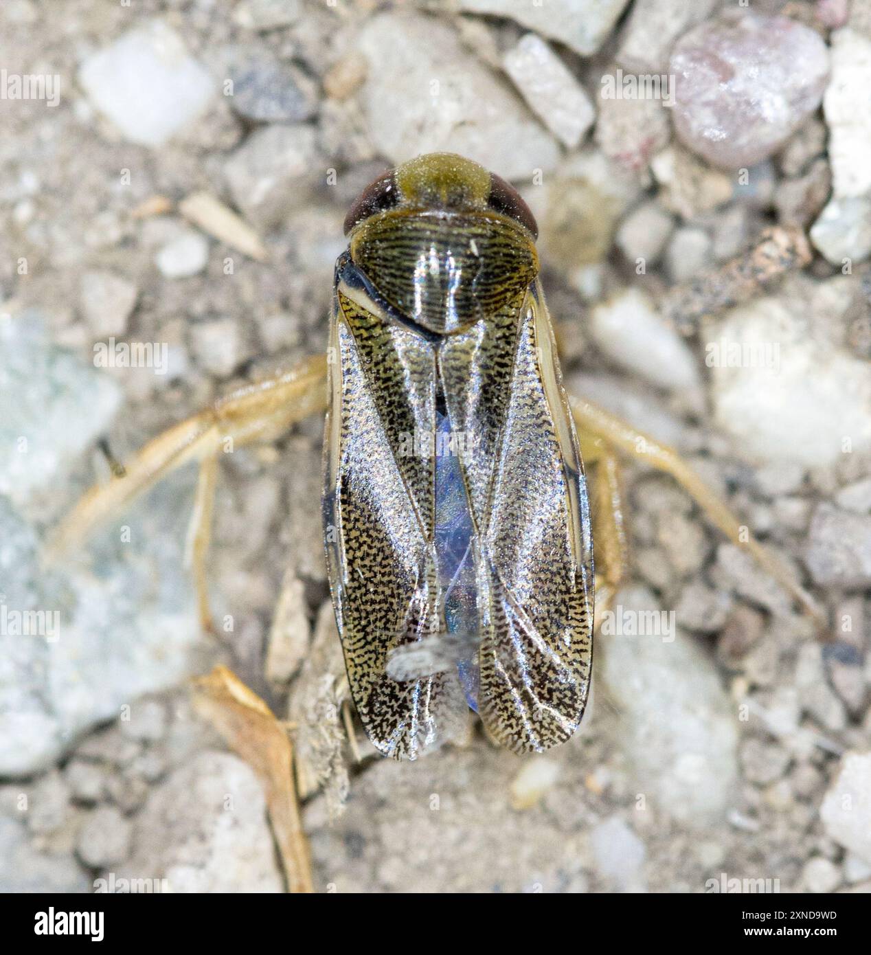 Water Boatmen (Corixidae) Insecta Stock Photo - Alamy