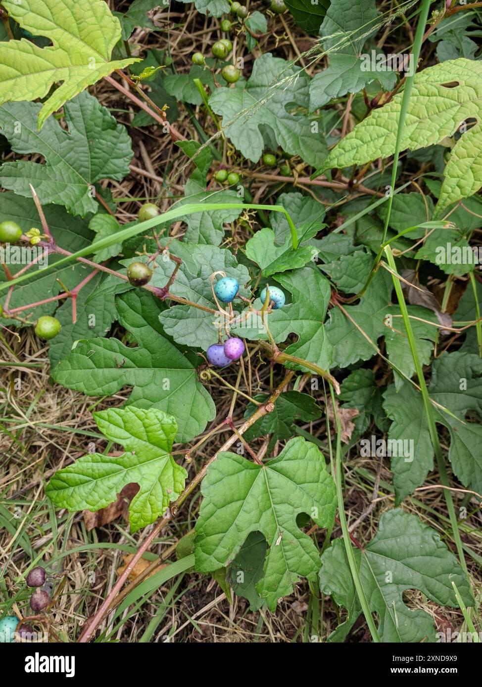 Porcelain Berry (Ampelopsis glandulosa) Plantae Stock Photo - Alamy