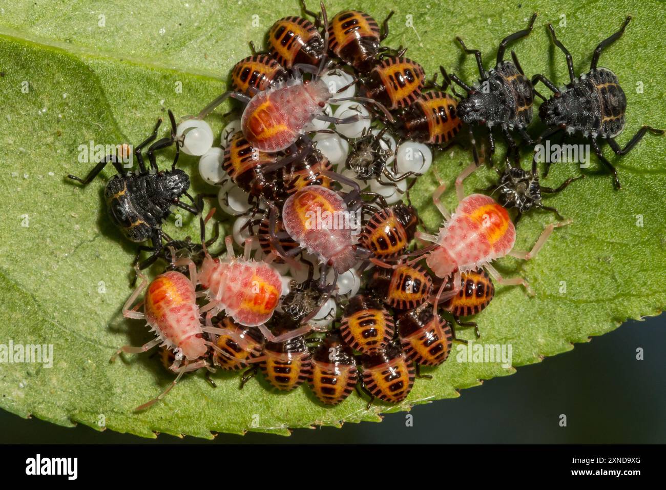 Brown Marmorated Stink Bugs Hatching from Eggs - Halyomorpha halys ...