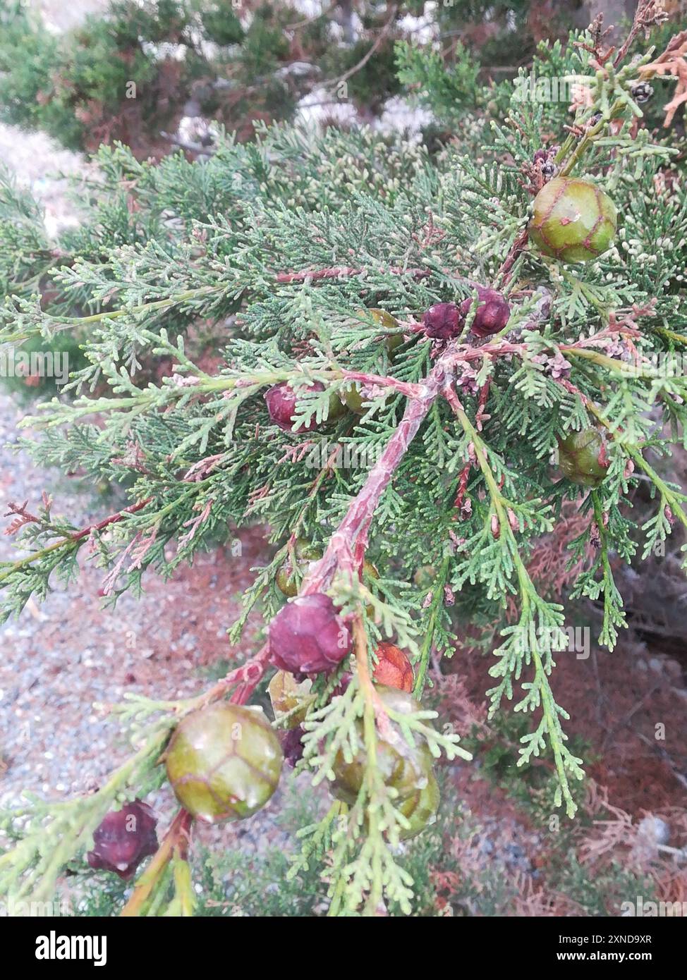 Mediterranean cypress (Cupressus sempervirens) Plantae Stock Photo - Alamy