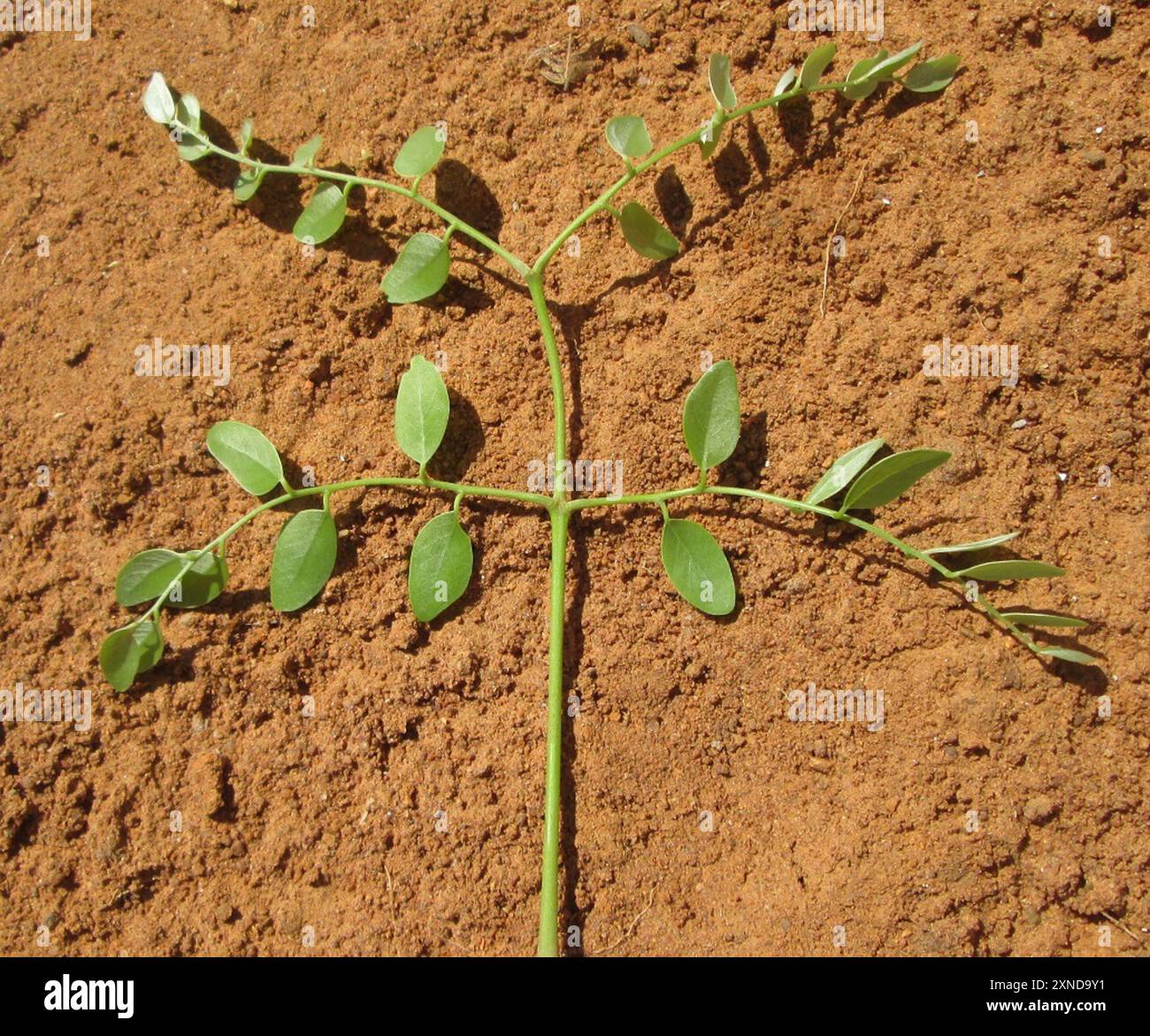wild syringa (Burkea africana) Plantae Stock Photo - Alamy