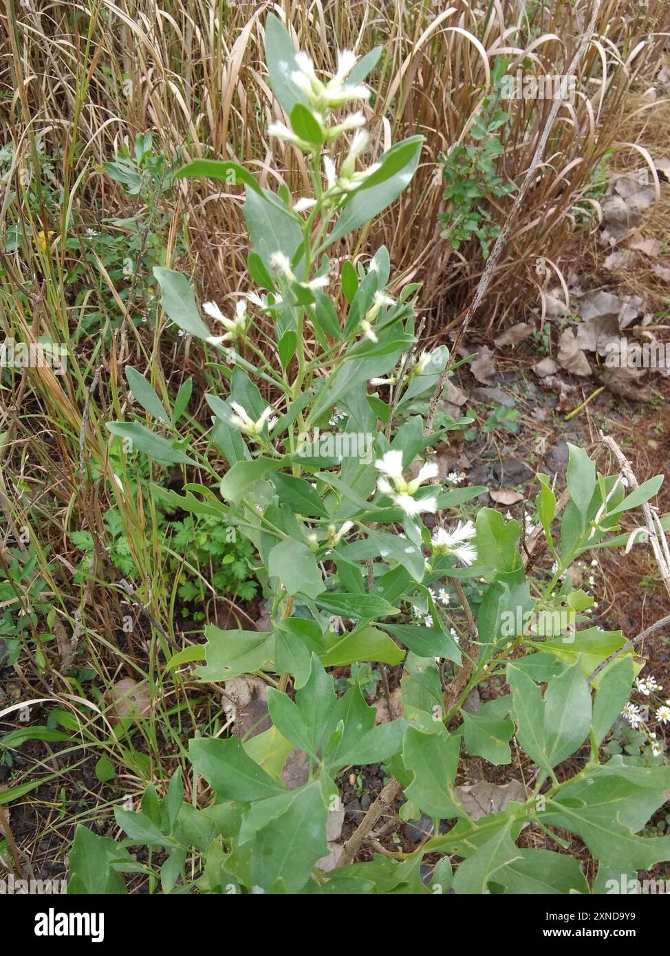 groundsel tree (Baccharis halimifolia) Plantae Stock Photo - Alamy