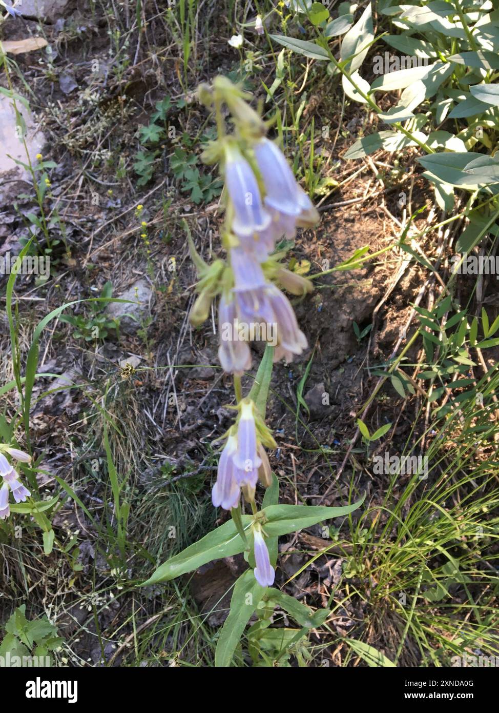 Whipple's penstemon (Penstemon whippleanus) Plantae Stock Photo - Alamy