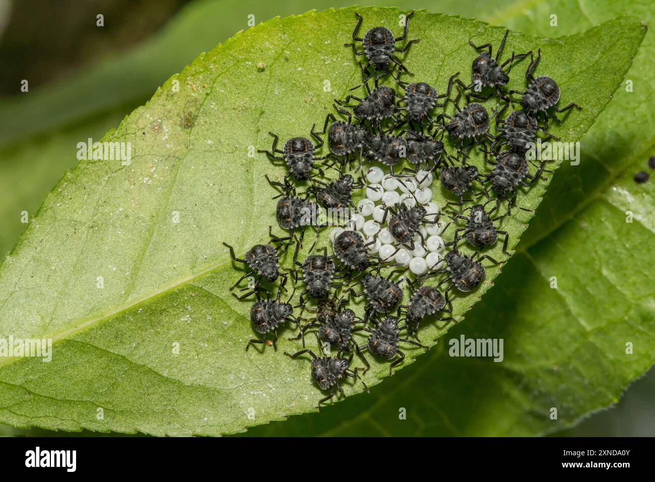 Brown Marmorated Stink Bugs Hatching from Eggs - Halyomorpha halys ...