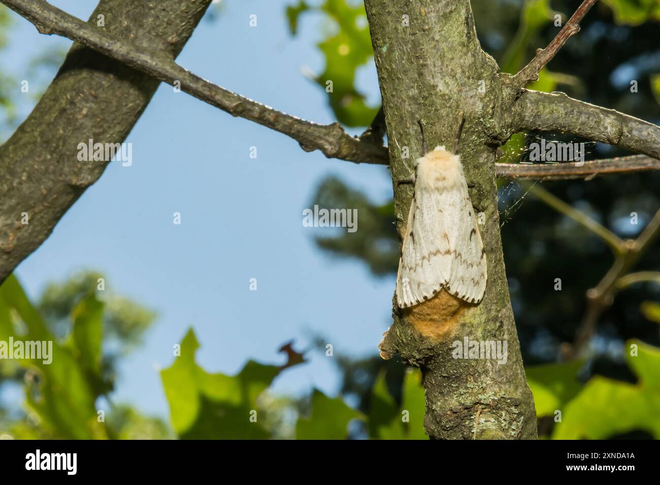Spongy Moth Laying an Egg Mass - Lymantria dispar Stock Photo - Alamy