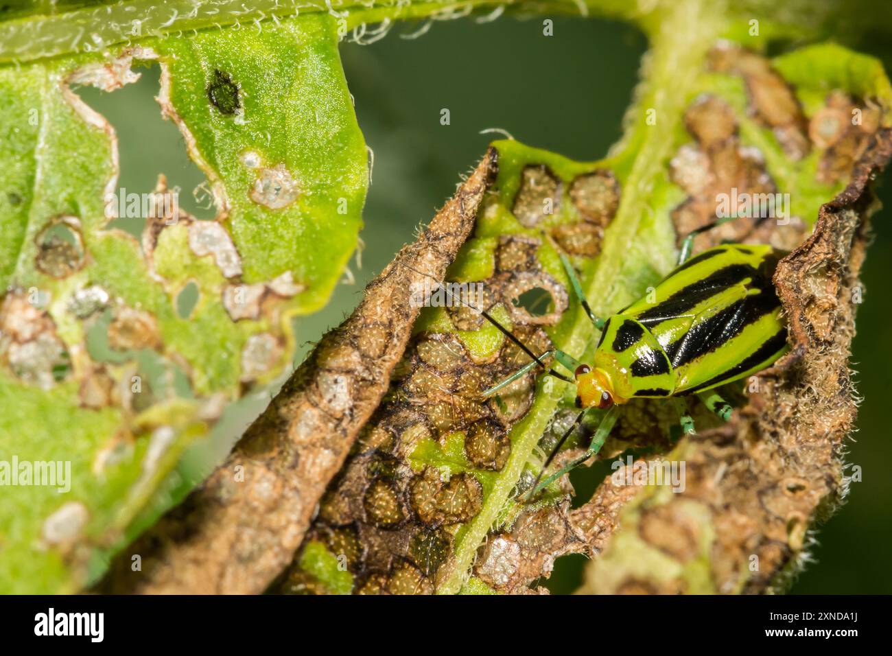 Four Lined Plant Bug - Poecilocapsus lineatus Stock Photo - Alamy