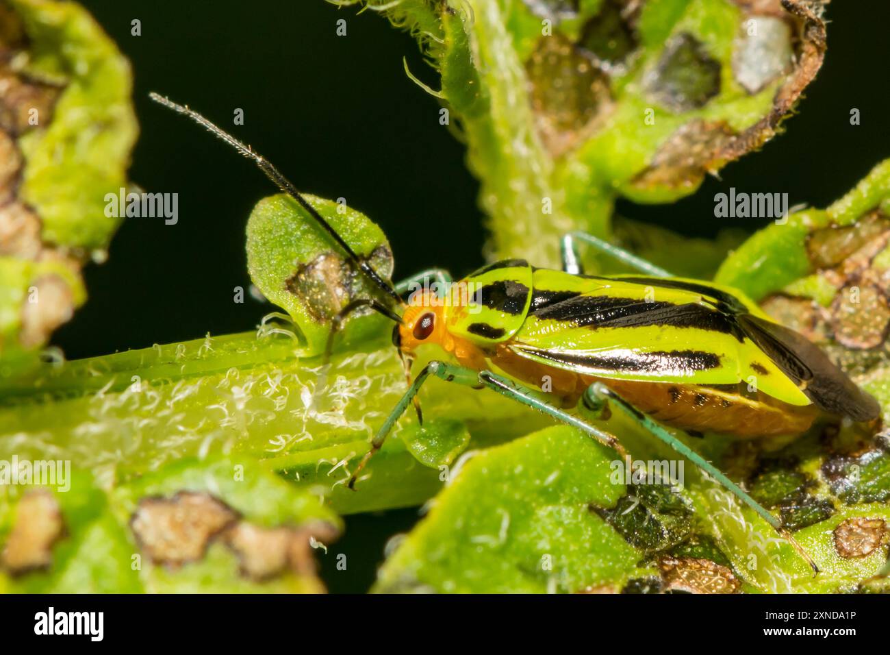 Four Lined Plant Bug - Poecilocapsus lineatus Stock Photo - Alamy
