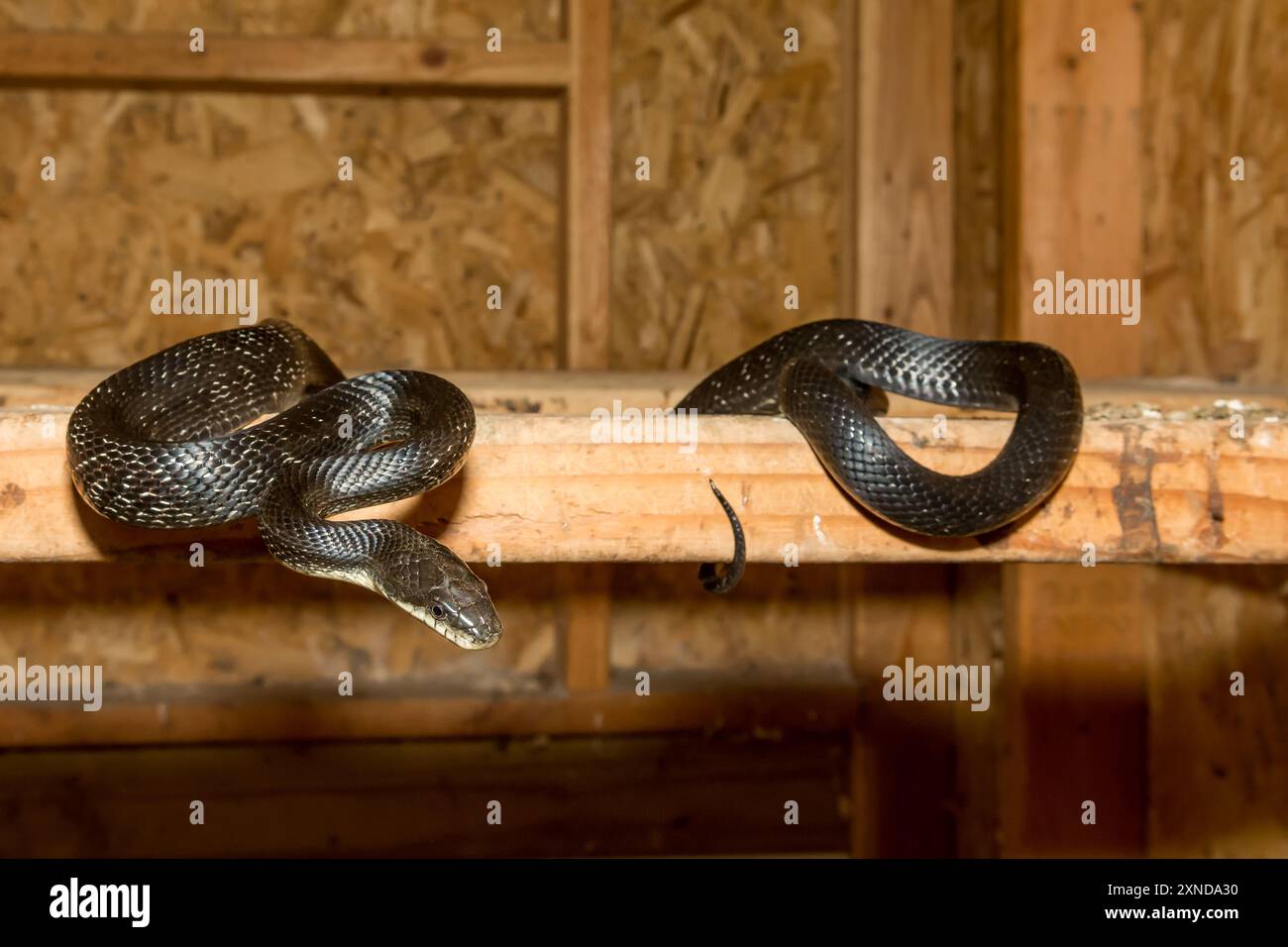 Chicken snake hi-res stock photography and images - Alamy
