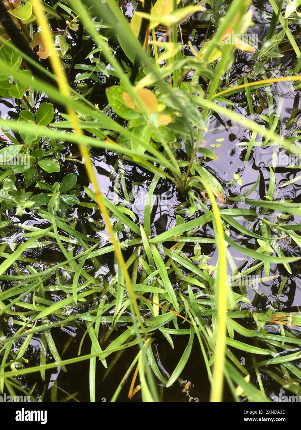 Beaksedges (Rhynchospora) Plantae Stock Photo - Alamy