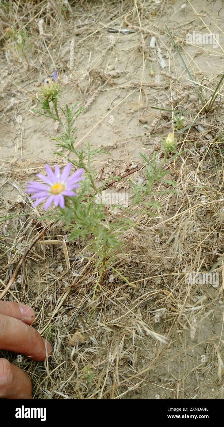 Tahoka daisy (Machaeranthera tanacetifolia) Plantae Stock Photo - Alamy