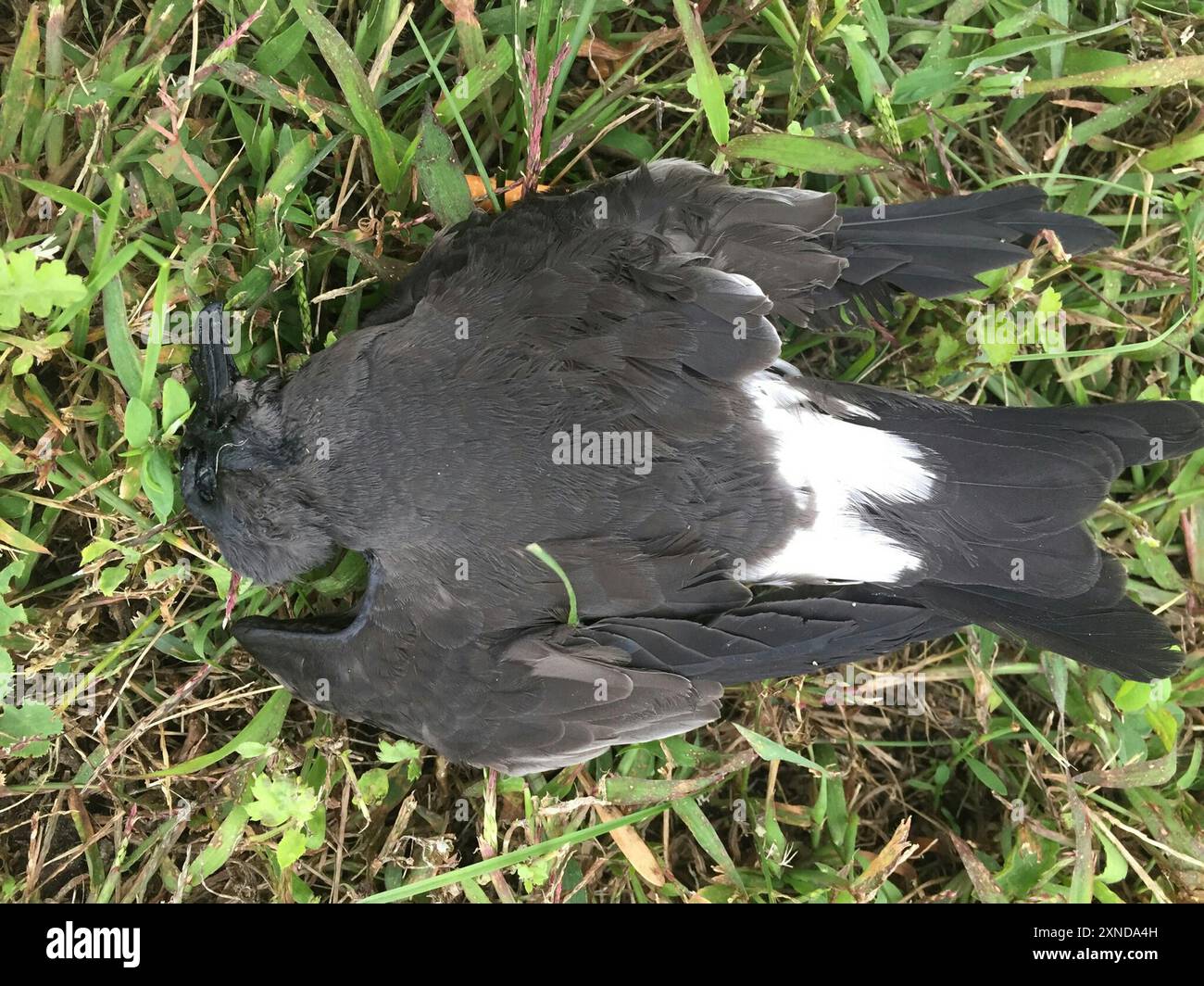 Leach's Storm-Petrel (Hydrobates leucorhous) Aves Stock Photo - Alamy
