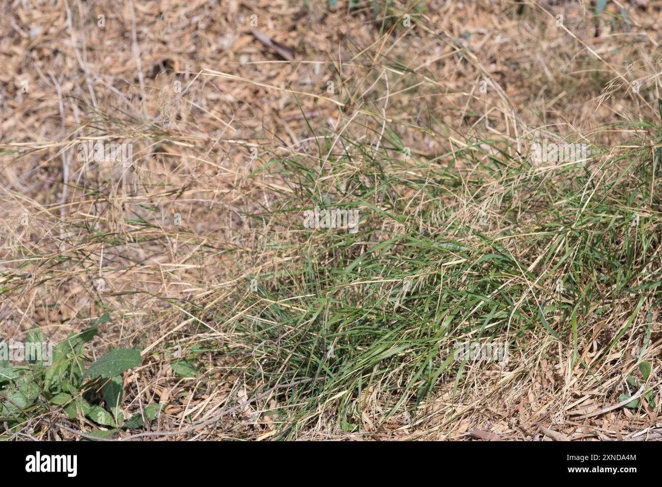 Smilo Grass (Oloptum miliaceum) Plantae Stock Photo - Alamy