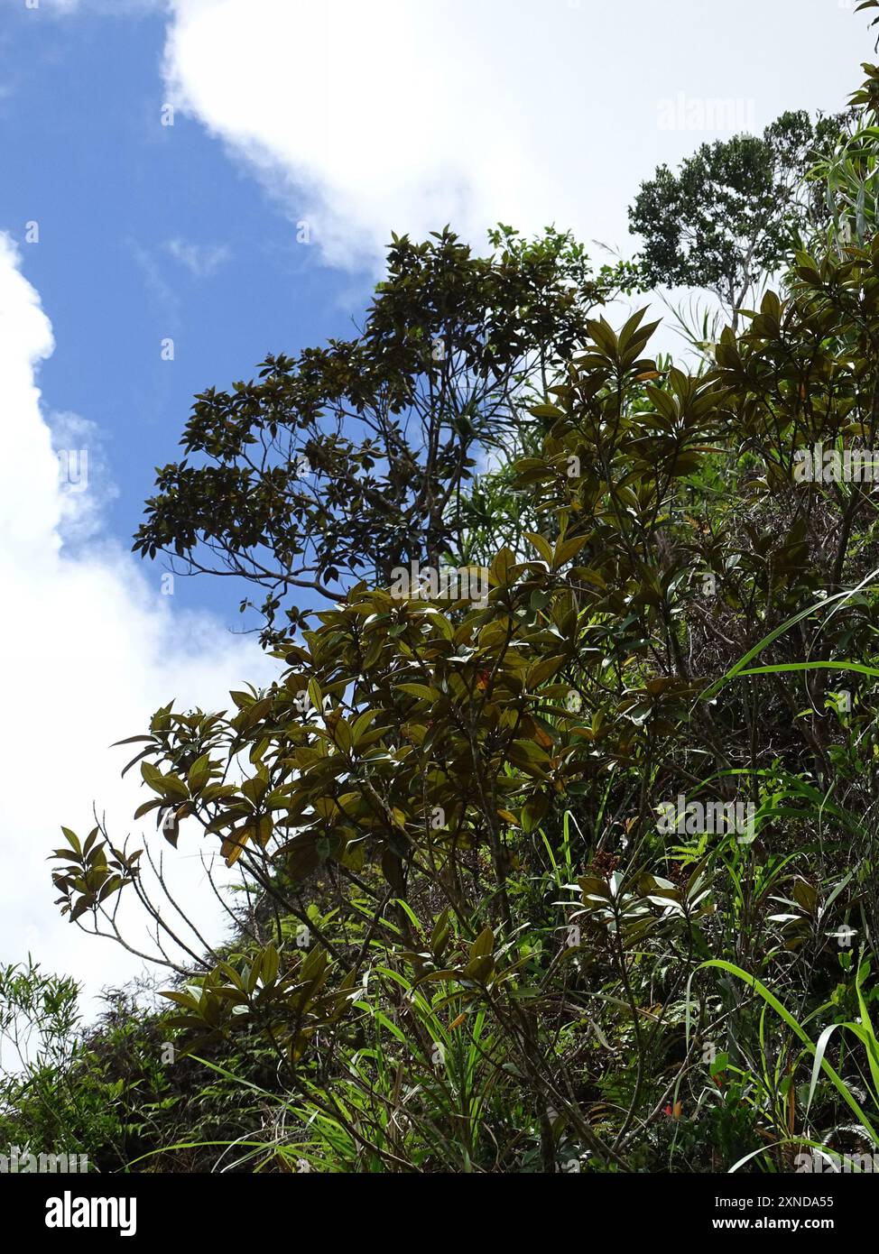 (Astronia ferruginea) Plantae Stock Photo - Alamy