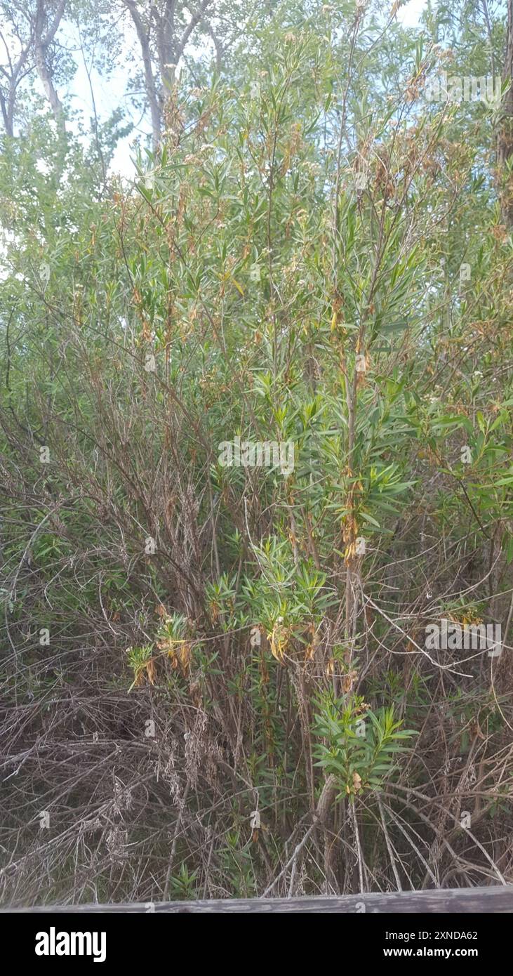 mule fat (Baccharis salicifolia) Plantae Stock Photo - Alamy
