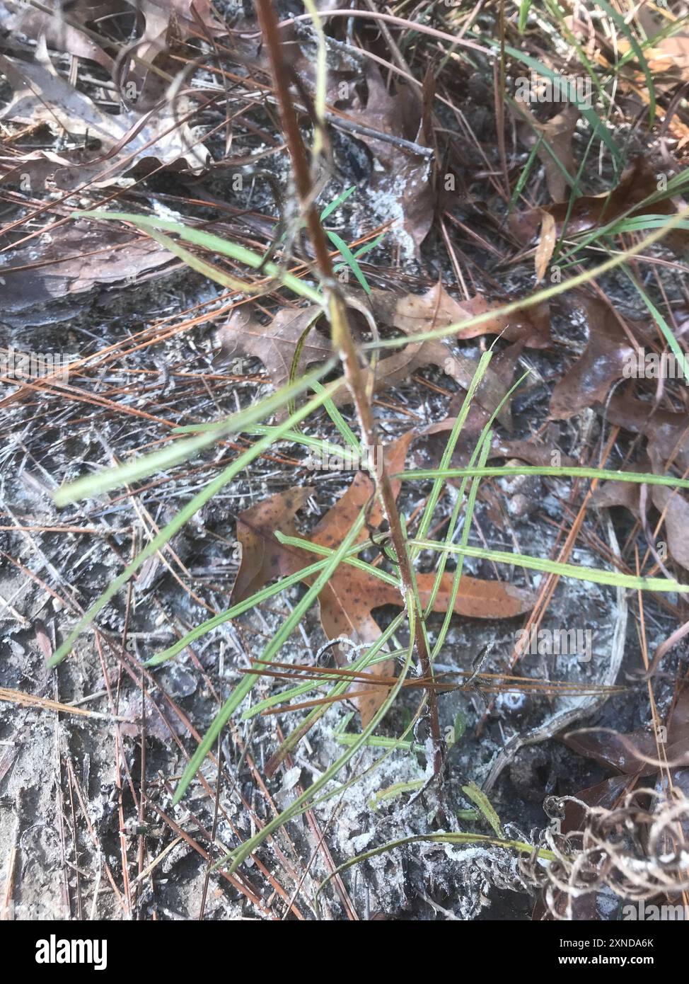 Narrow Leaf Ironweed (Vernonia angustifolia) Plantae Stock Photo - Alamy