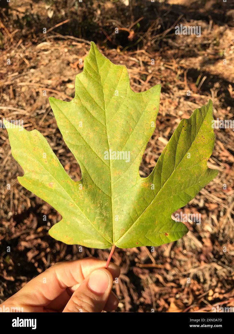 bigleaf maple (Acer macrophyllum) Plantae Stock Photo - Alamy