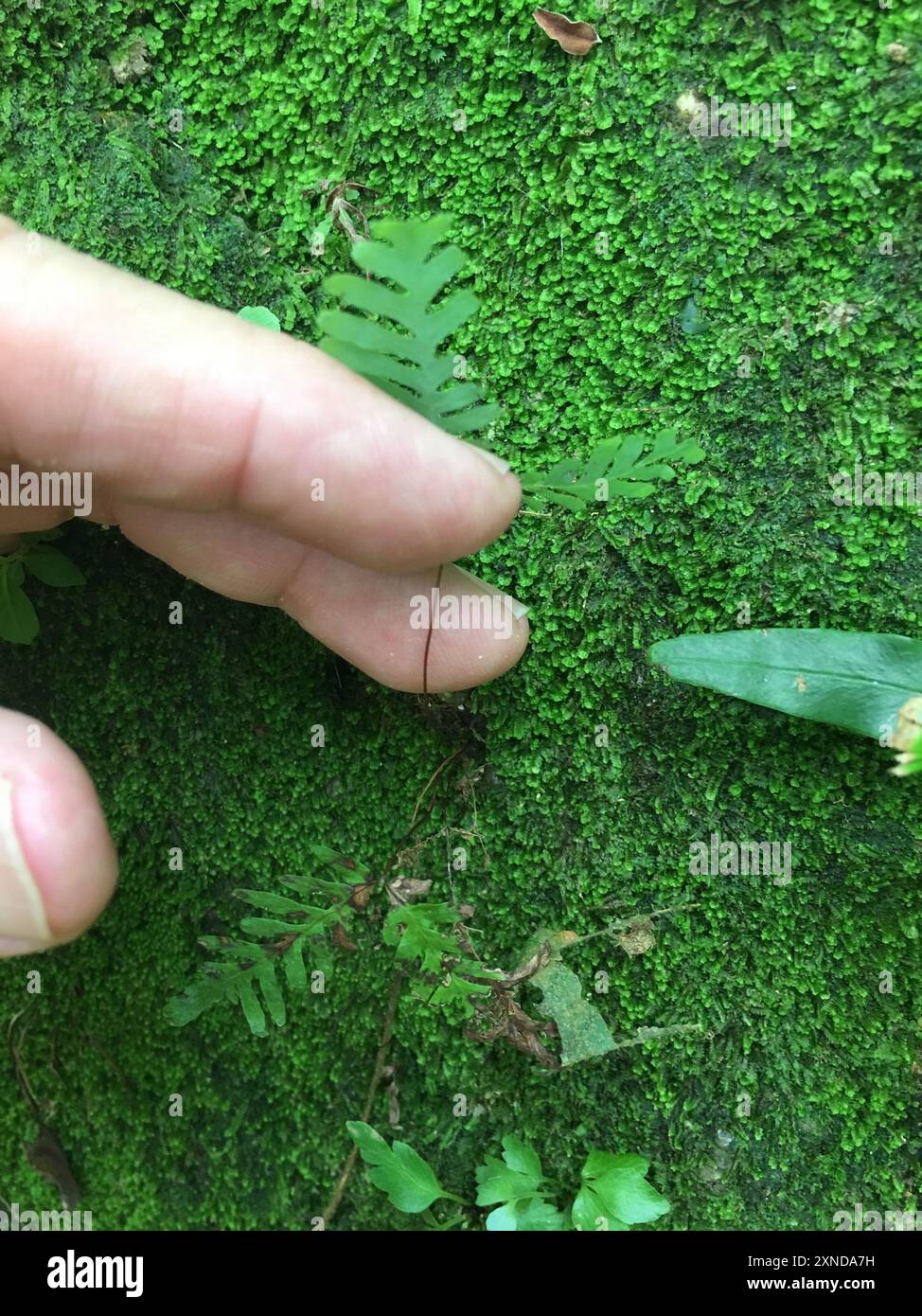polypody family (Polypodiaceae) Plantae Stock Photo - Alamy