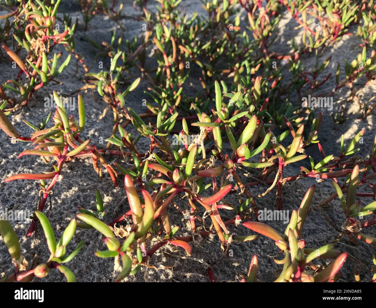 Austral Seablite (Suaeda australis) Plantae Stock Photo - Alamy