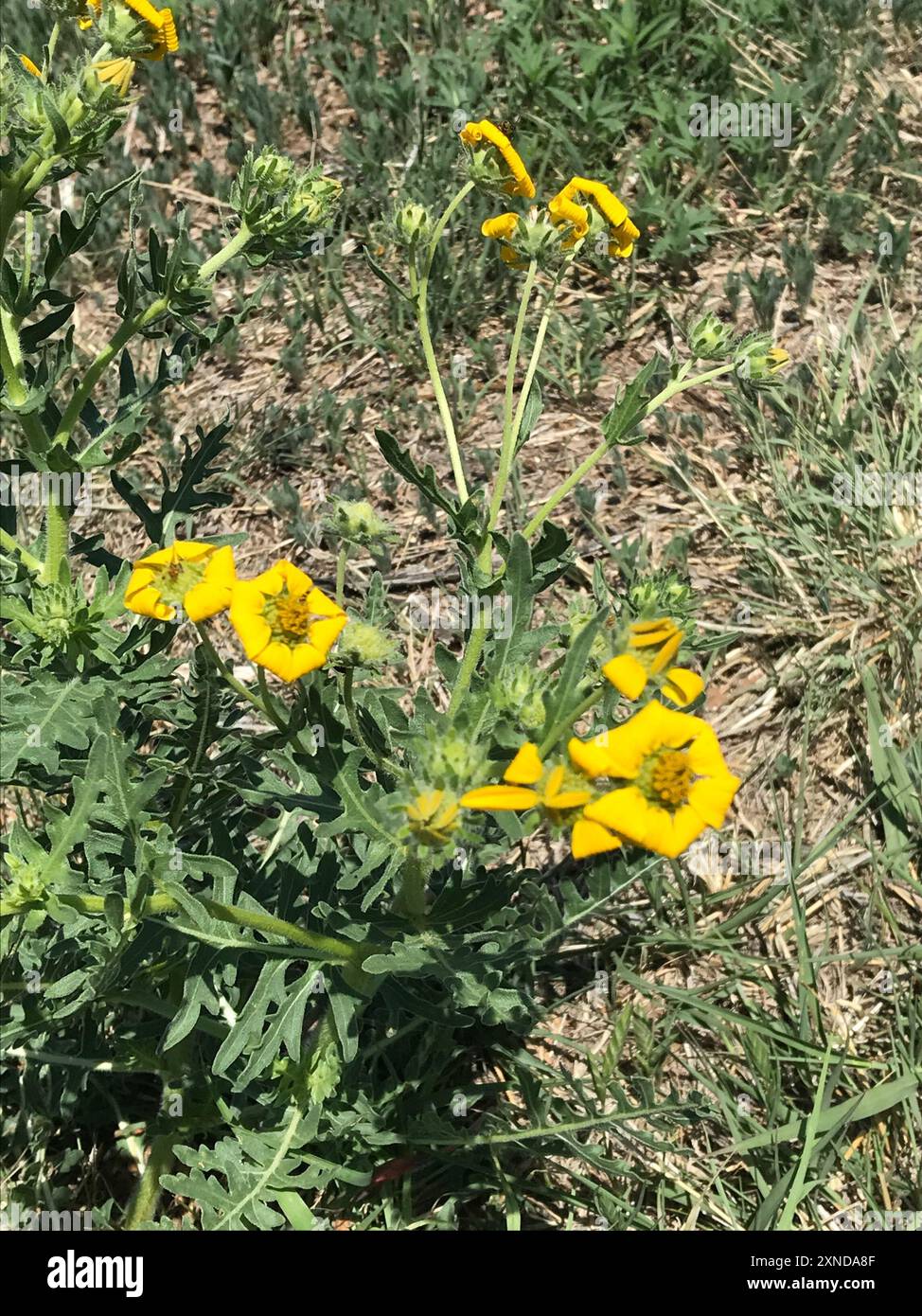 Engelmann daisy (Engelmannia peristenia) Plantae Stock Photo - Alamy