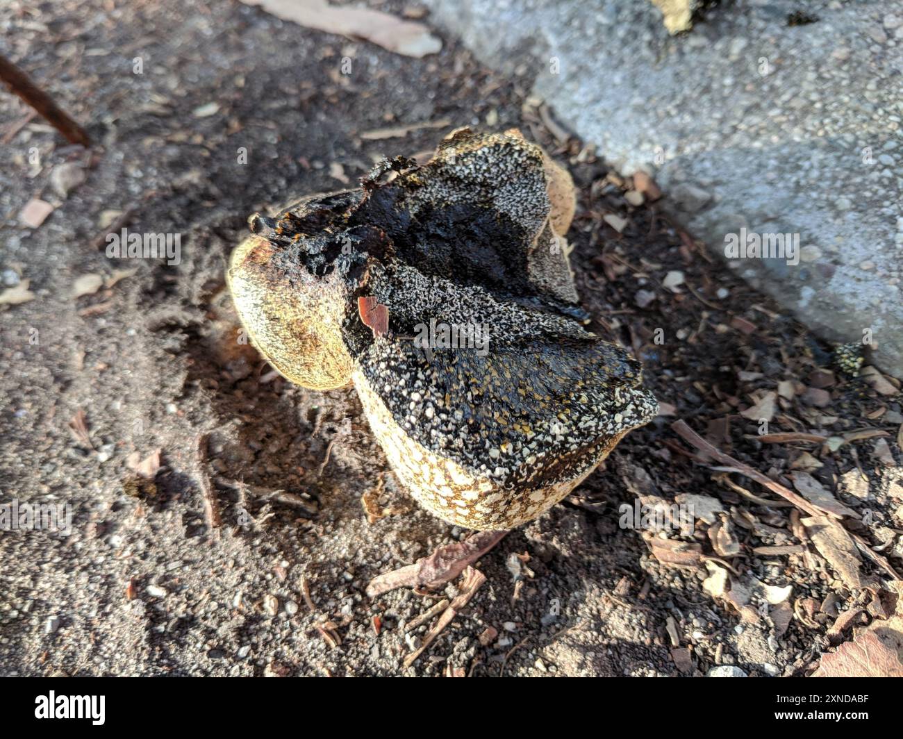Dyeball (Pisolithus arhizus) Fungi Stock Photo - Alamy