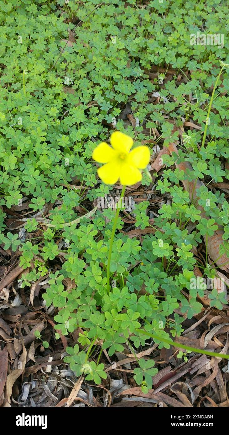 Bermuda buttercup (Oxalis pes-caprae) Plantae Stock Photo - Alamy