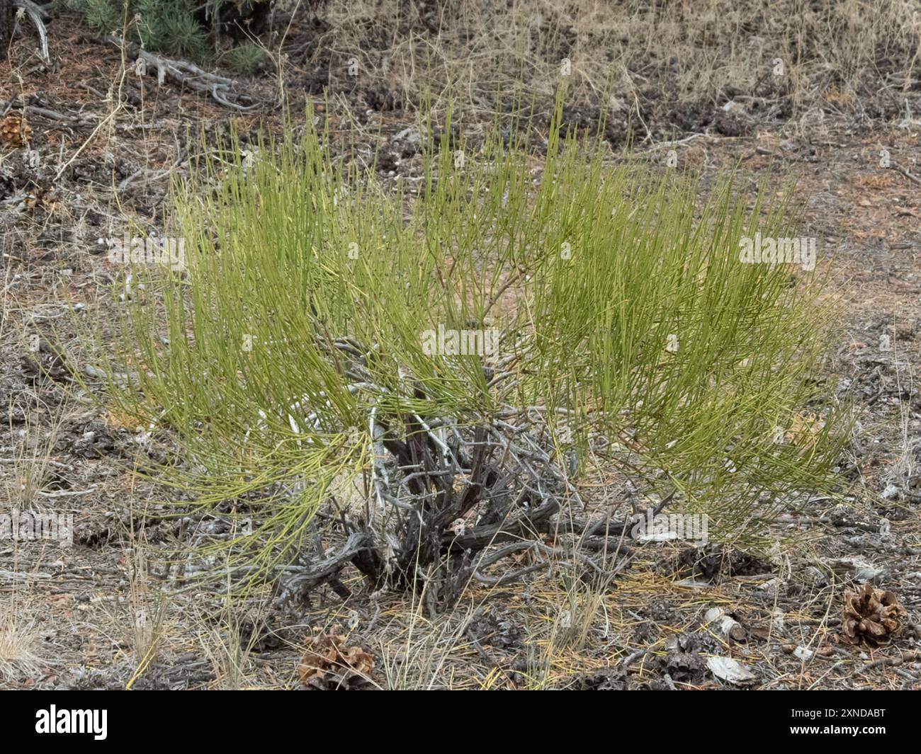 Green Ephedra (Ephedra viridis) Plantae Stock Photo - Alamy