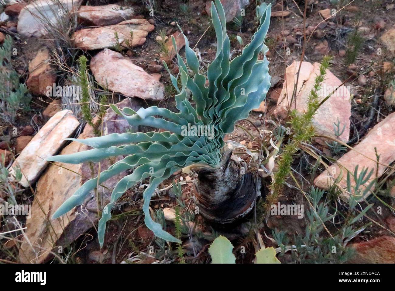 Poison-bulb (Boophone disticha) Plantae Stock Photo - Alamy