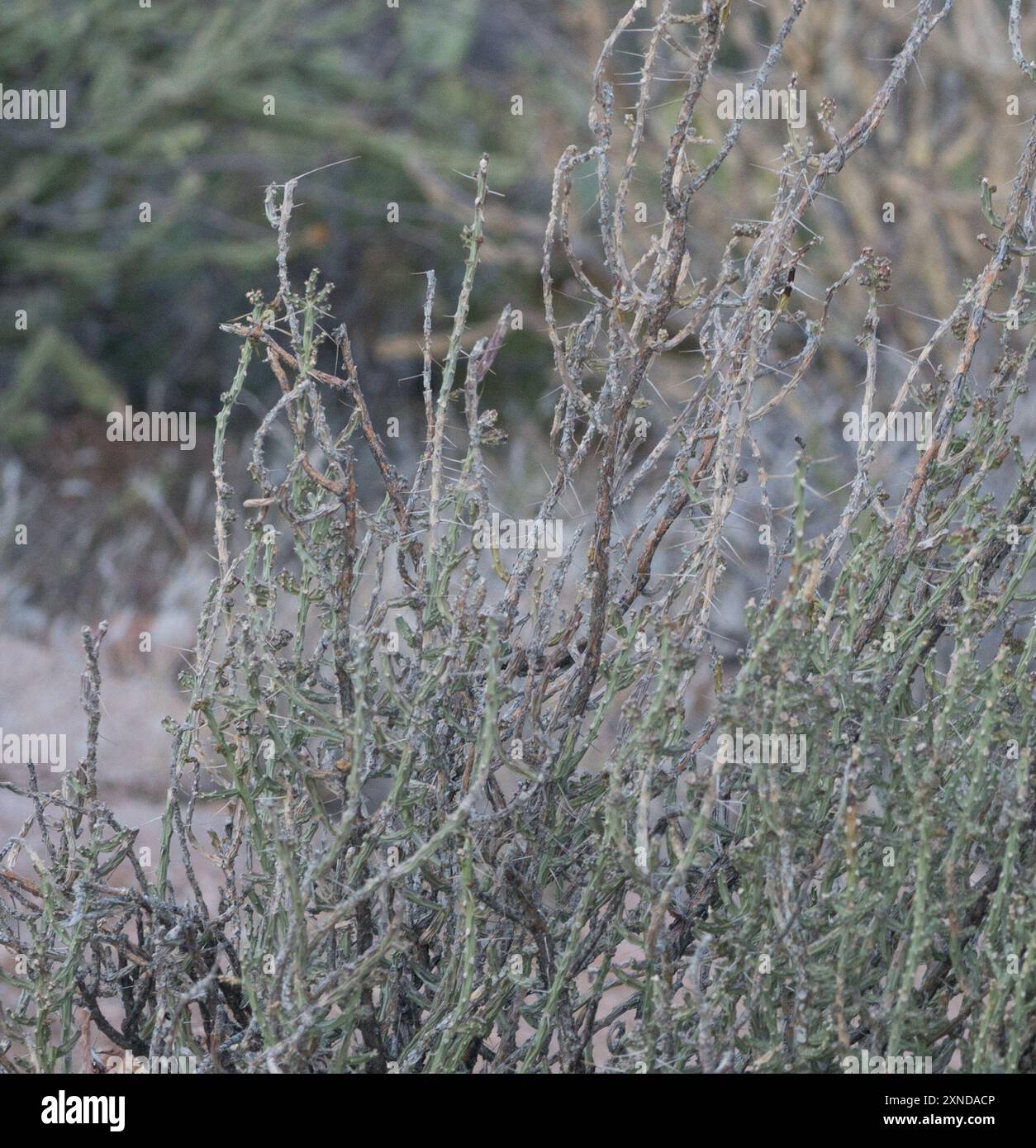Christmas cholla (Cylindropuntia leptocaulis) Plantae Stock Photo - Alamy